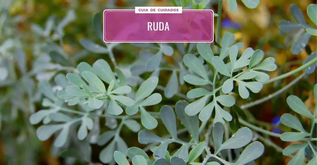 Ruda Para Que Sirve Y Cuidados (Ruta Graveolens-Chalepensis)