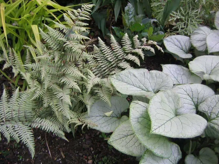 3 Plantas Perennes De Sombra Que Brillan En Primavera