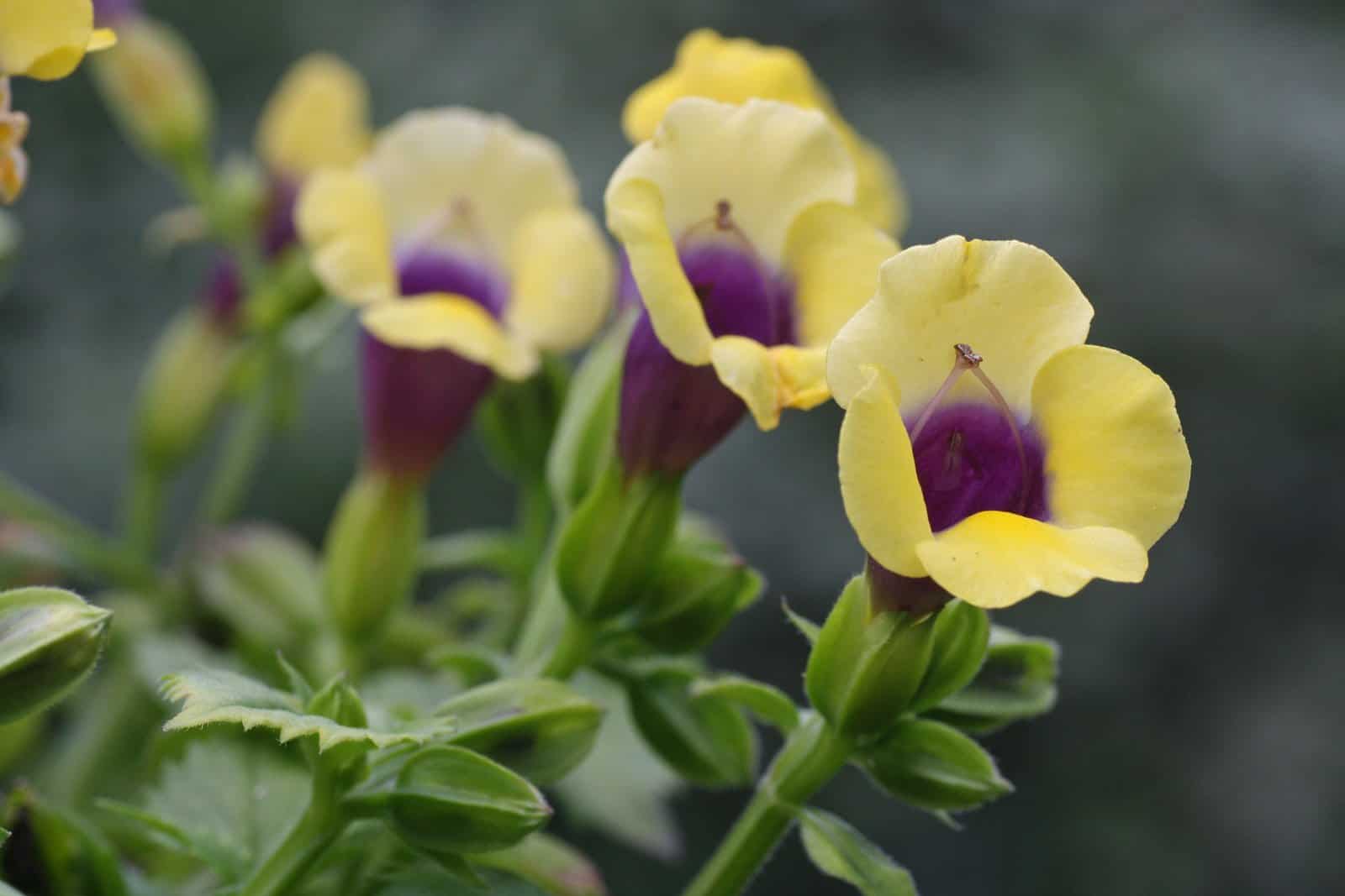 30 Flores De Sombra y plantas de Sombra parcial