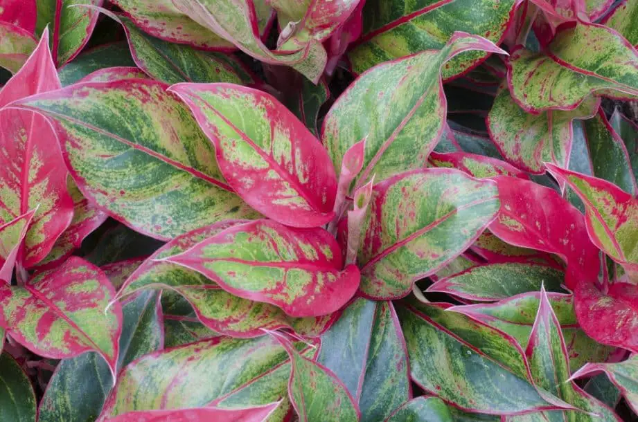 Guía Completa de Cuidado y Cultivo de Aglaonema: Secretos y Tips