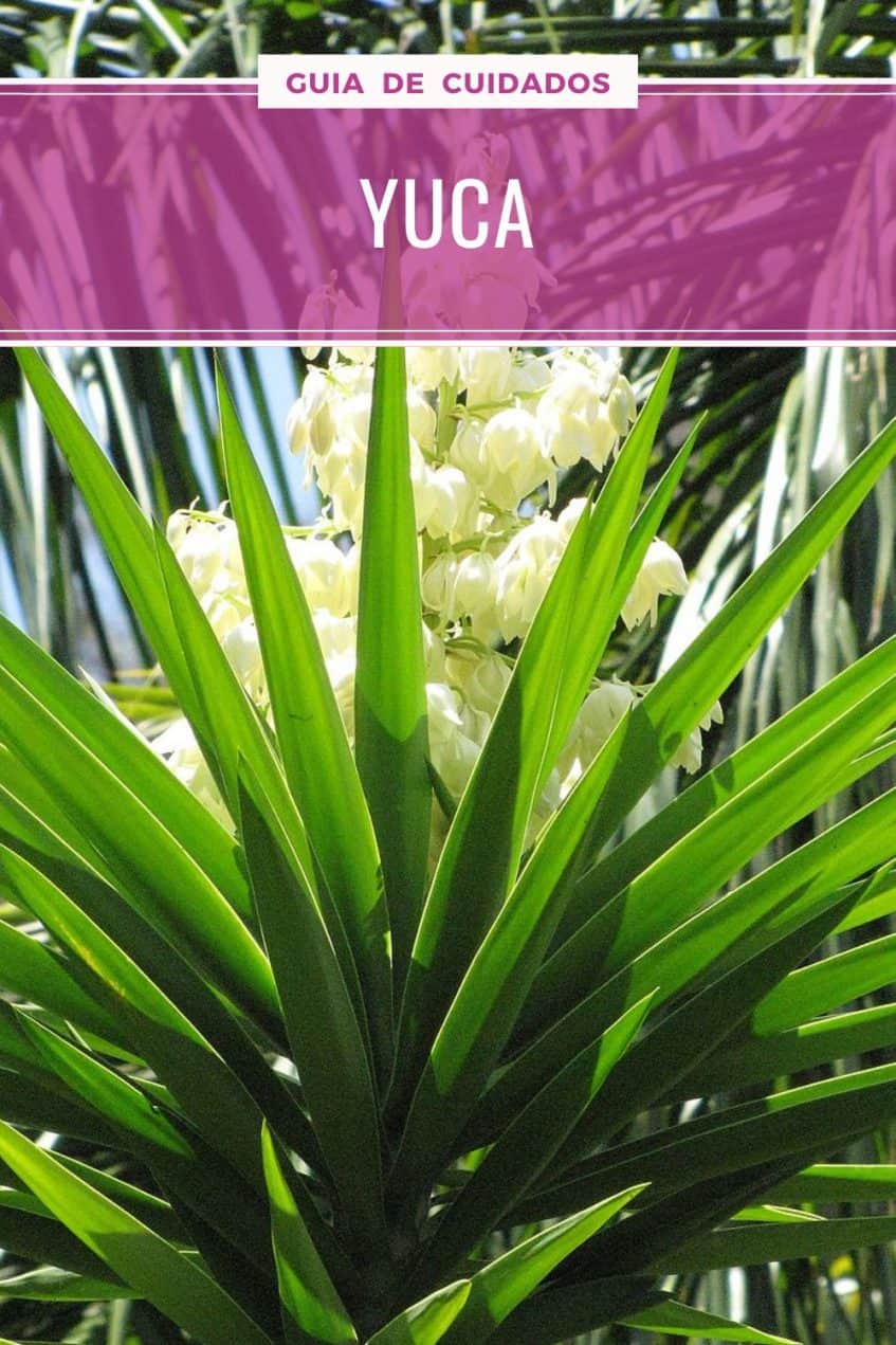 Yuca Planta Yucca elephantipes aloifolia gloriosa CUIDADOS