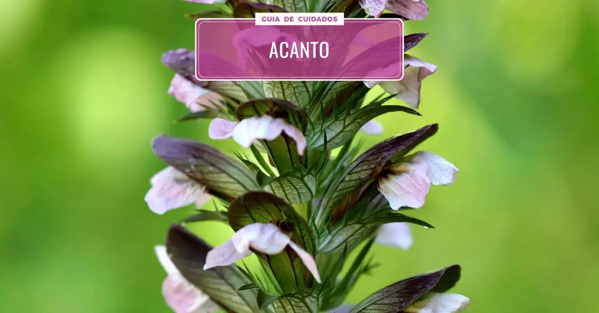Acanto Cuidados Y Cultivo Del Acanthus Mollis Y Espinoso