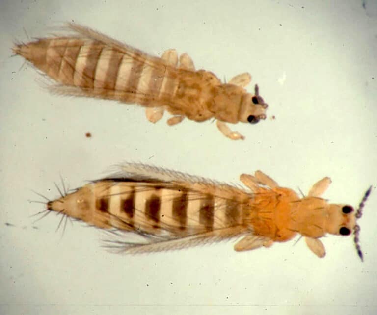 Los trips: como combatir este insidioso enemigo