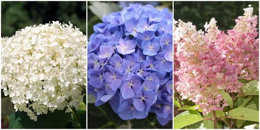¿Cuándo Podar Una Hortensia? El Mejor Momento