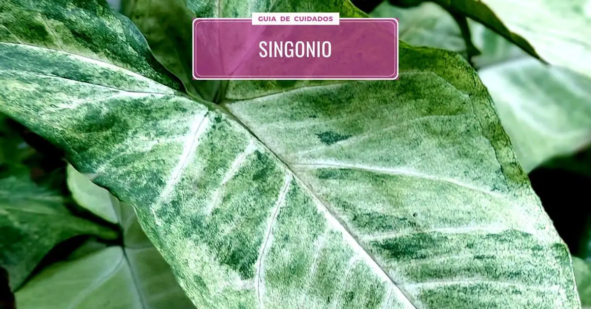Singonio Cuidados Y Reproducción Del Syngonium - JPyF