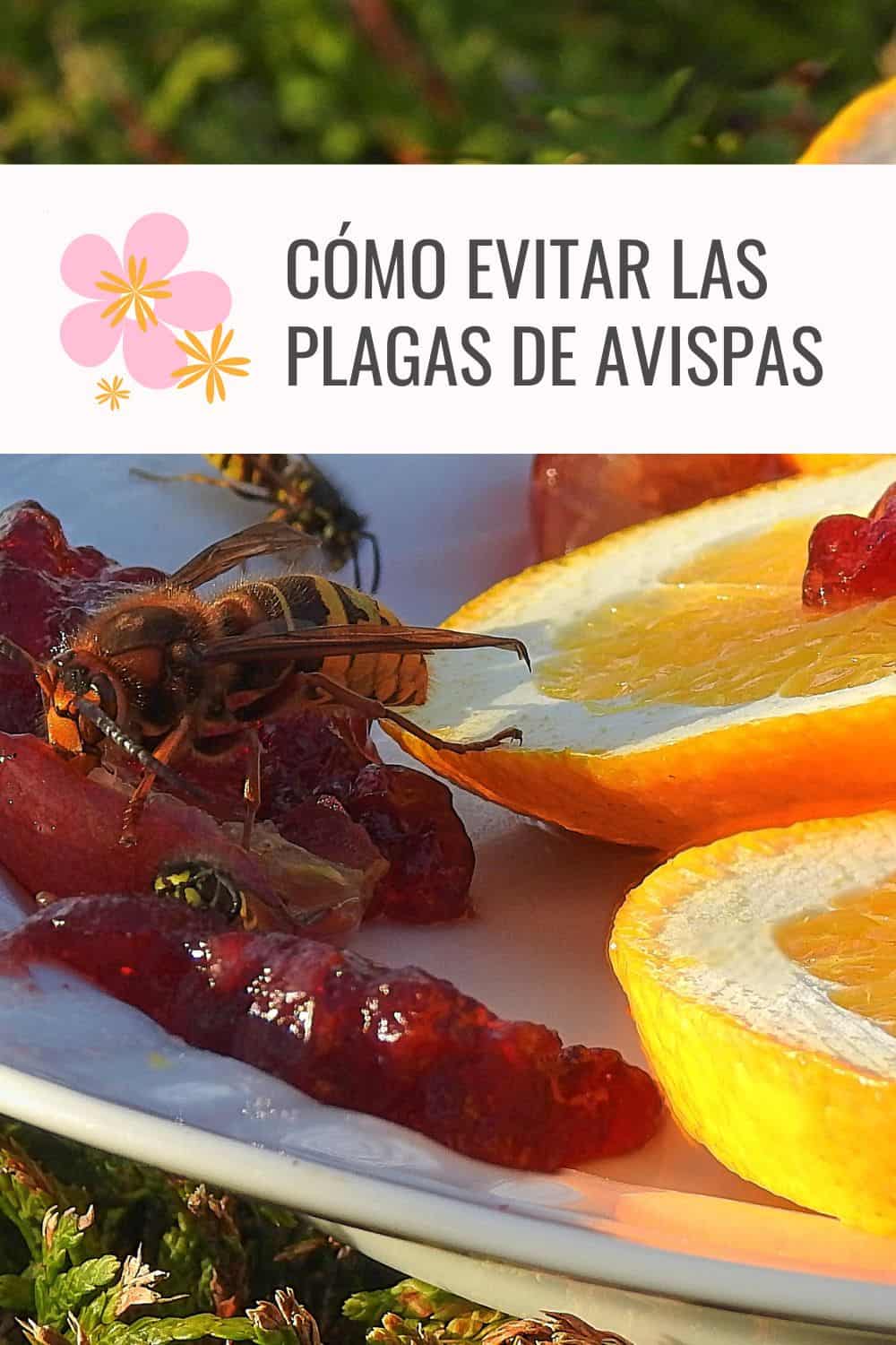Cómo evitar las plagas de avispas - La Jardinoteca