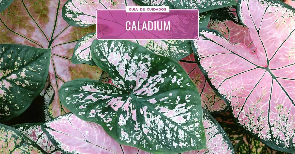 Caladium Cuidados Y Reproducción » La Jardinoteca