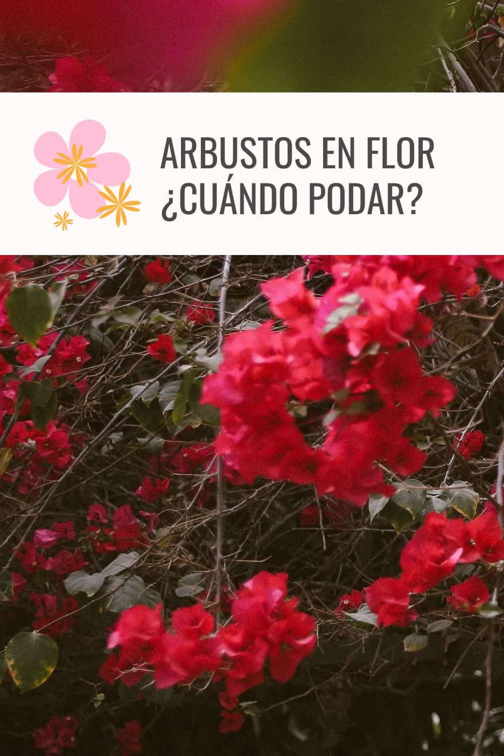 Poda de Arbustos en flor: ¿Cuándo hay que hacerlo? - La Jardinoteca