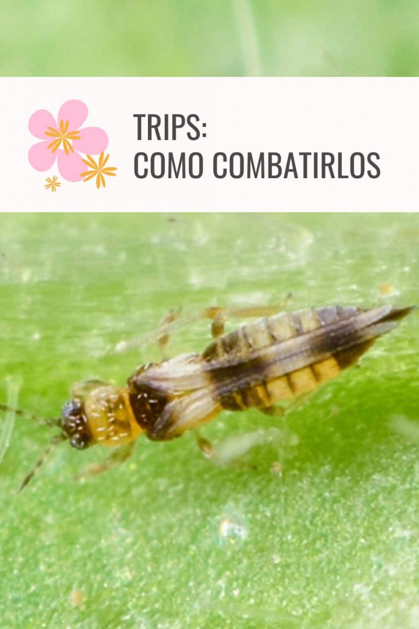 Los trips: como combatir este insidioso enemigo