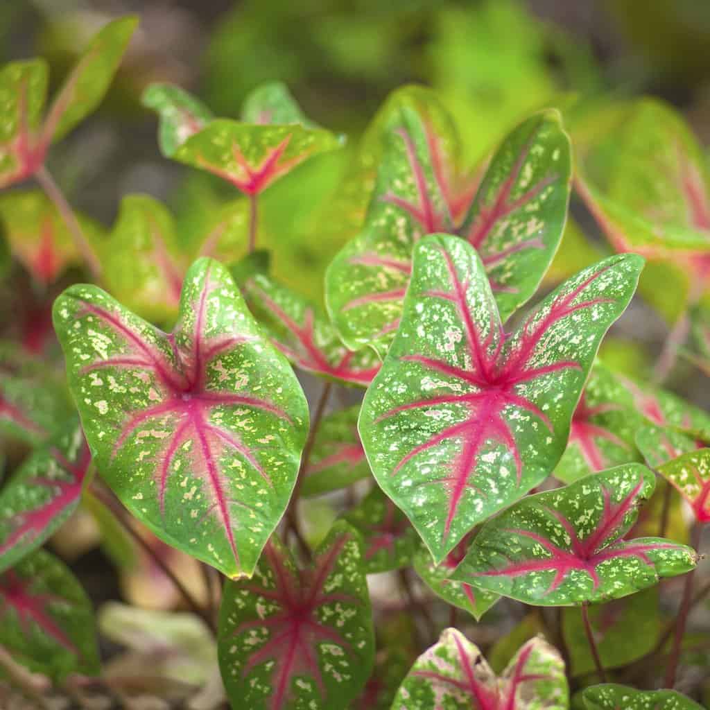 Caladium Cuidados Y Reproducción » La Jardinoteca