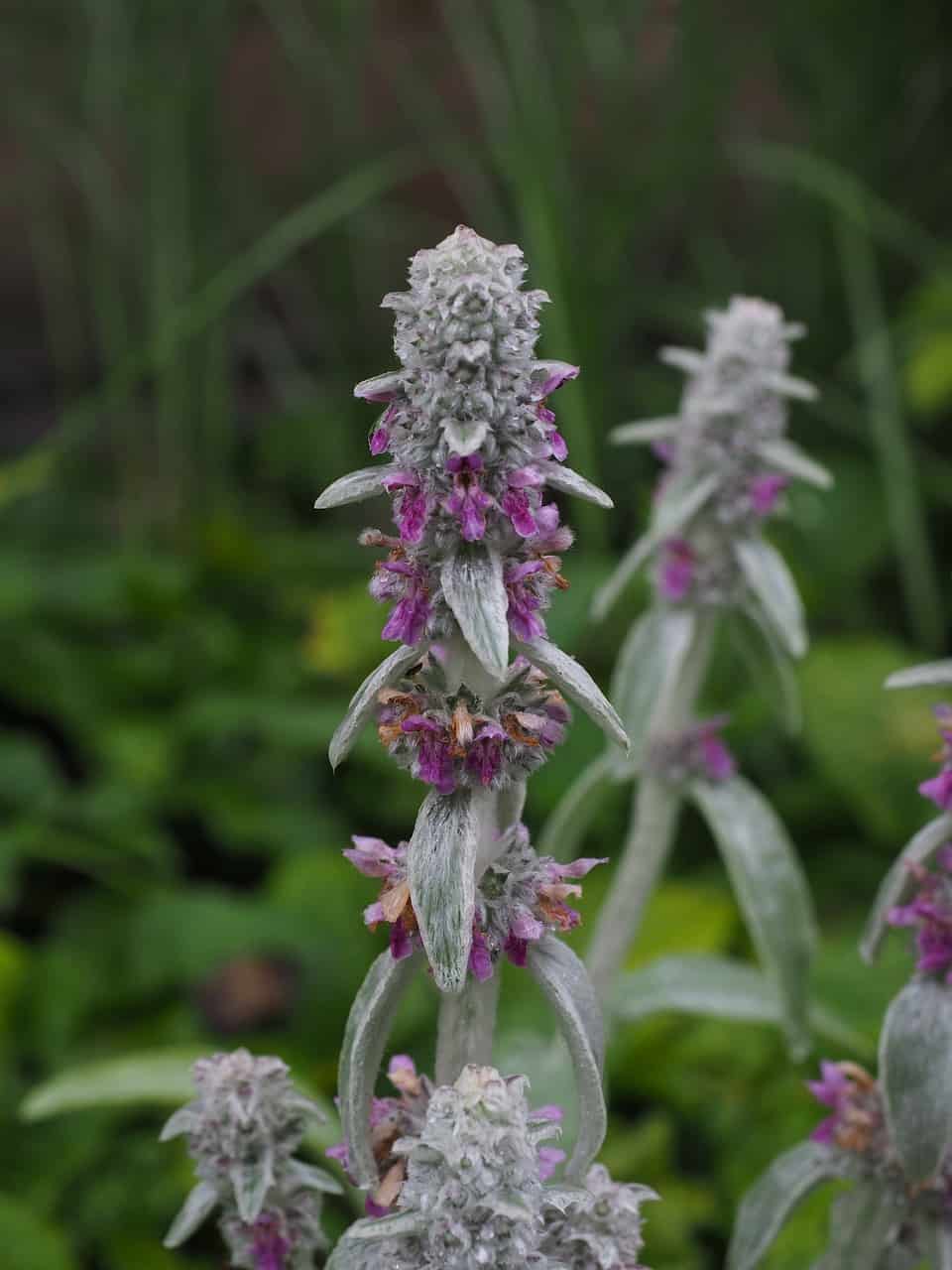 30 Flores De Sombra y plantas de Sombra parcial