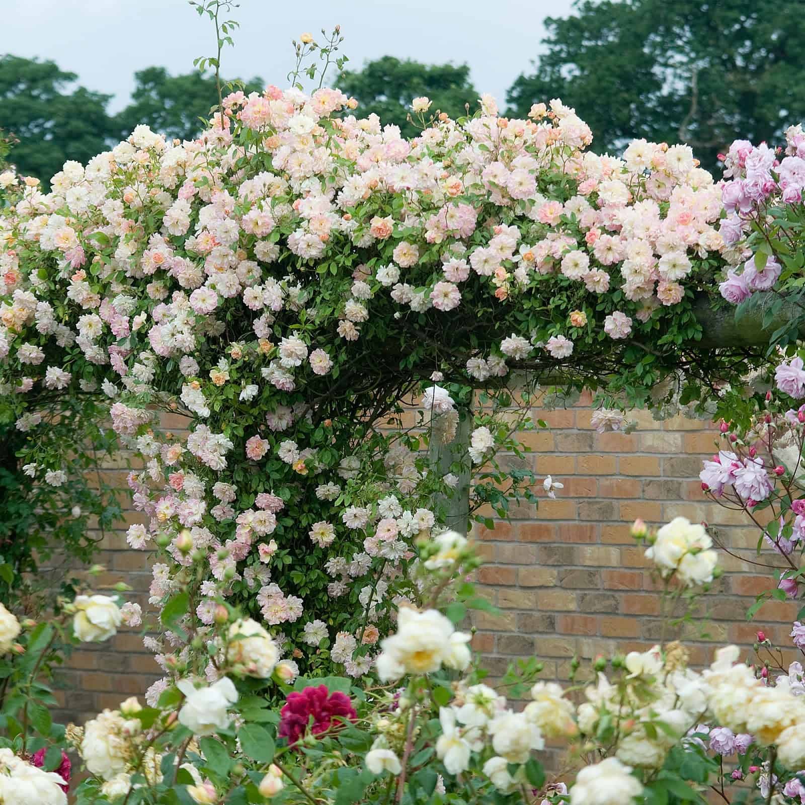 Rosales - La Jardinoteca