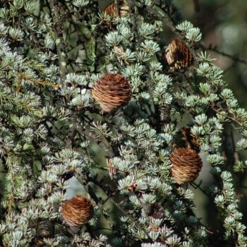 Lista de Plantas de la A a la Z - Con fotos y cuidados