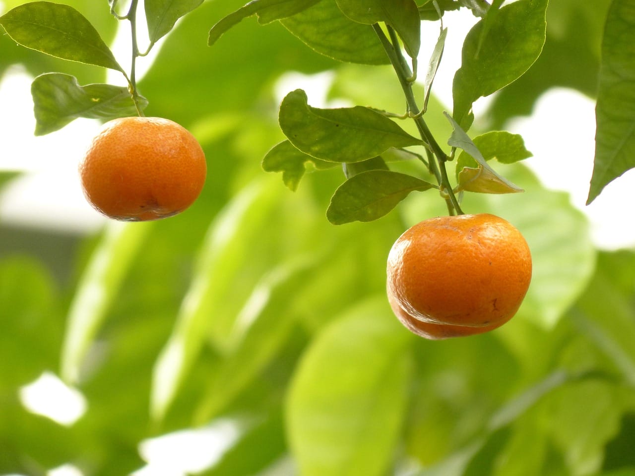 Cómo cuidar tu Citrofortunella mitis: tips para un calamondín saludable