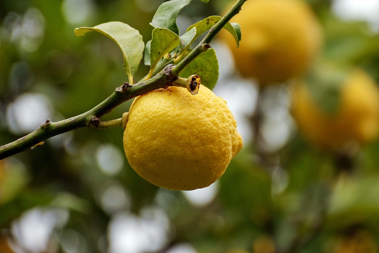 Cómo lograr que tu Citrus limon crezca saludable: cuidados clave