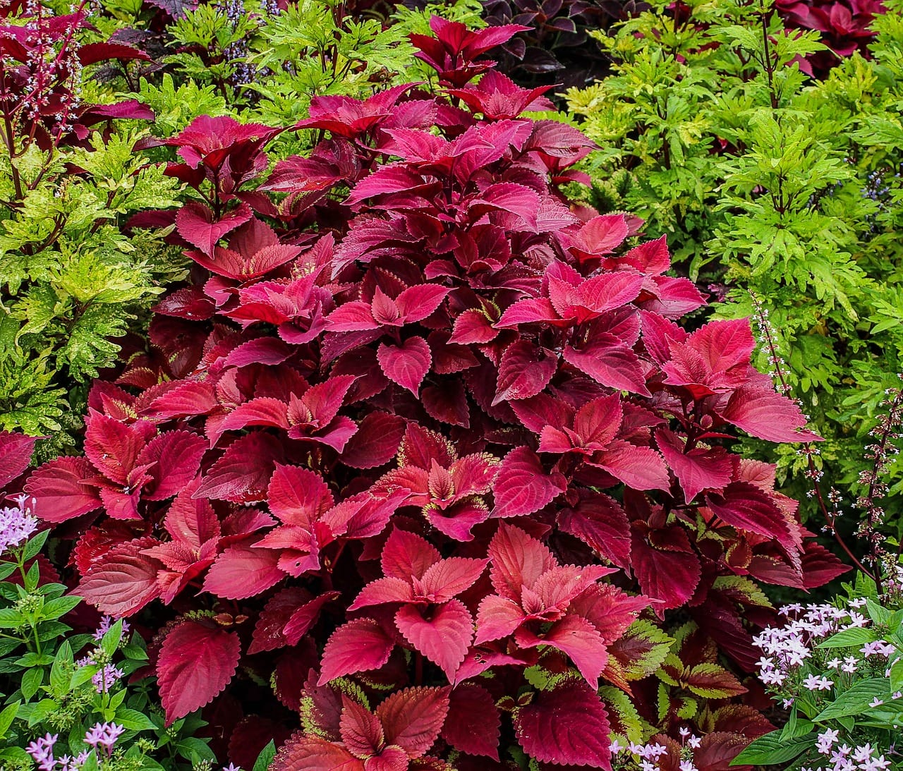 Cuidados del Coleus blumei: ¡Descubre cómo mantenerlo hermoso!