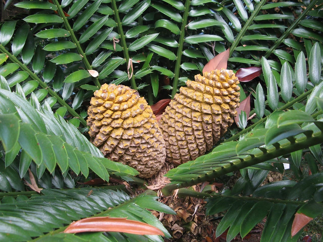 Cuidados imprescindibles para mantener tu Cycas circinalis radiante