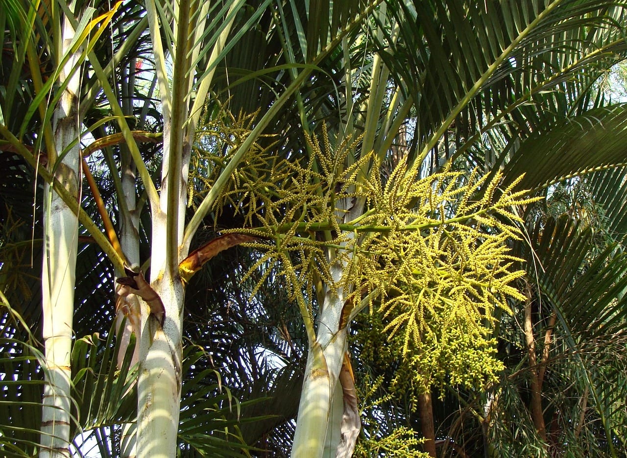 Cómo cuidar la Dypsis decaryi: la palmera de tronco triangular