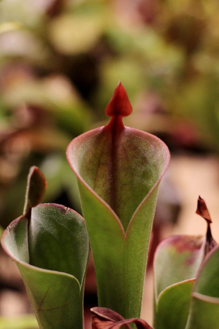 Cómo cuidar Heliamphora: la joya de las plantas carnívoras