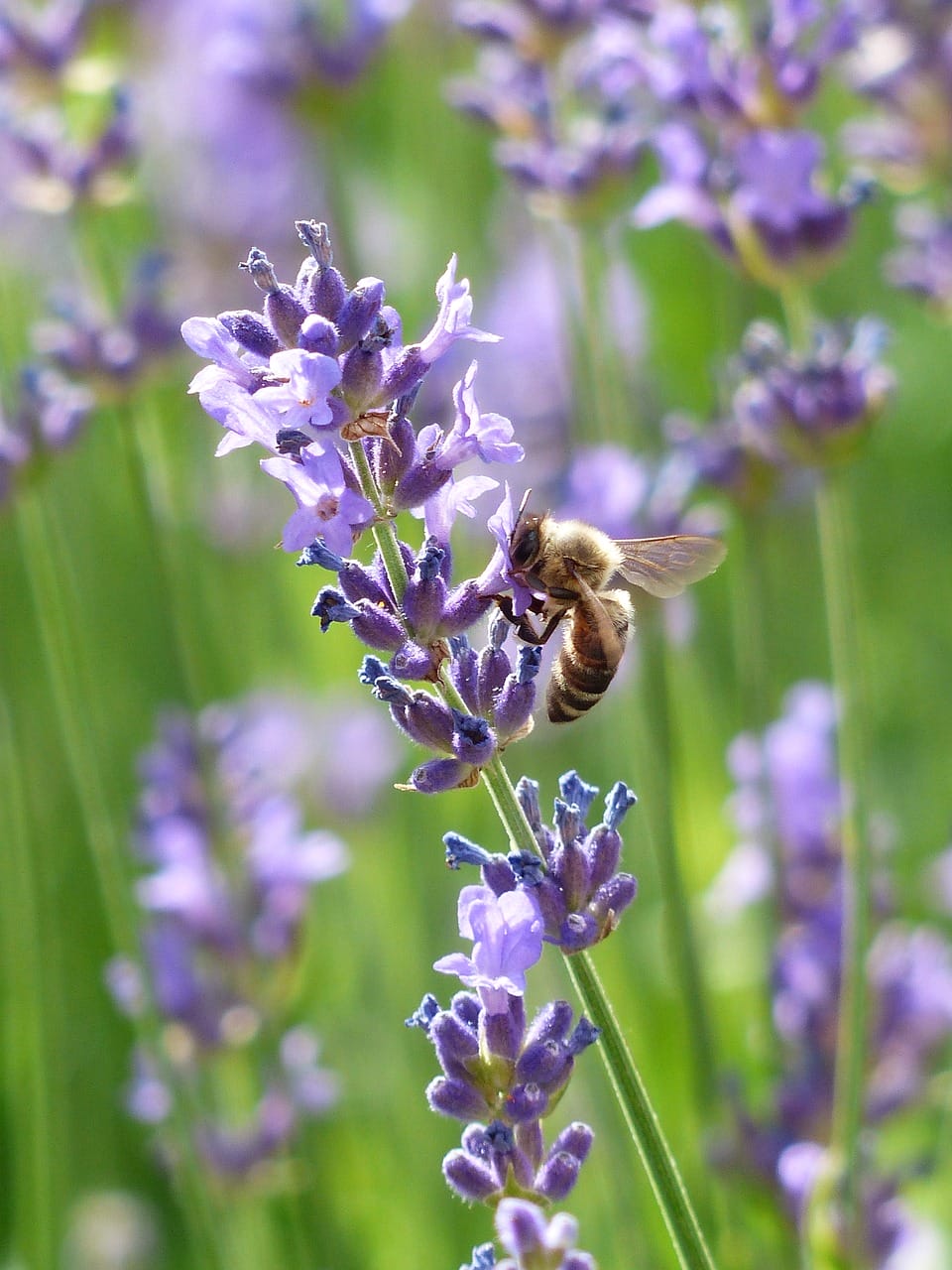 Cuidados de Lavandula spica: Cómo mantener tu lavanda radiante