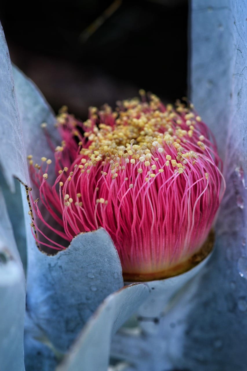 Cómo cuidar el Carissa macrocarpa y disfrutar del Cerezo de Natal