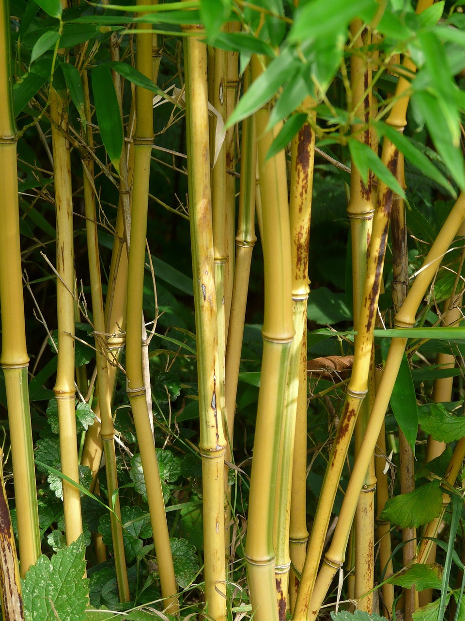 Cómo cuidar Phyllostachys aurea y disfrutar de su belleza natural