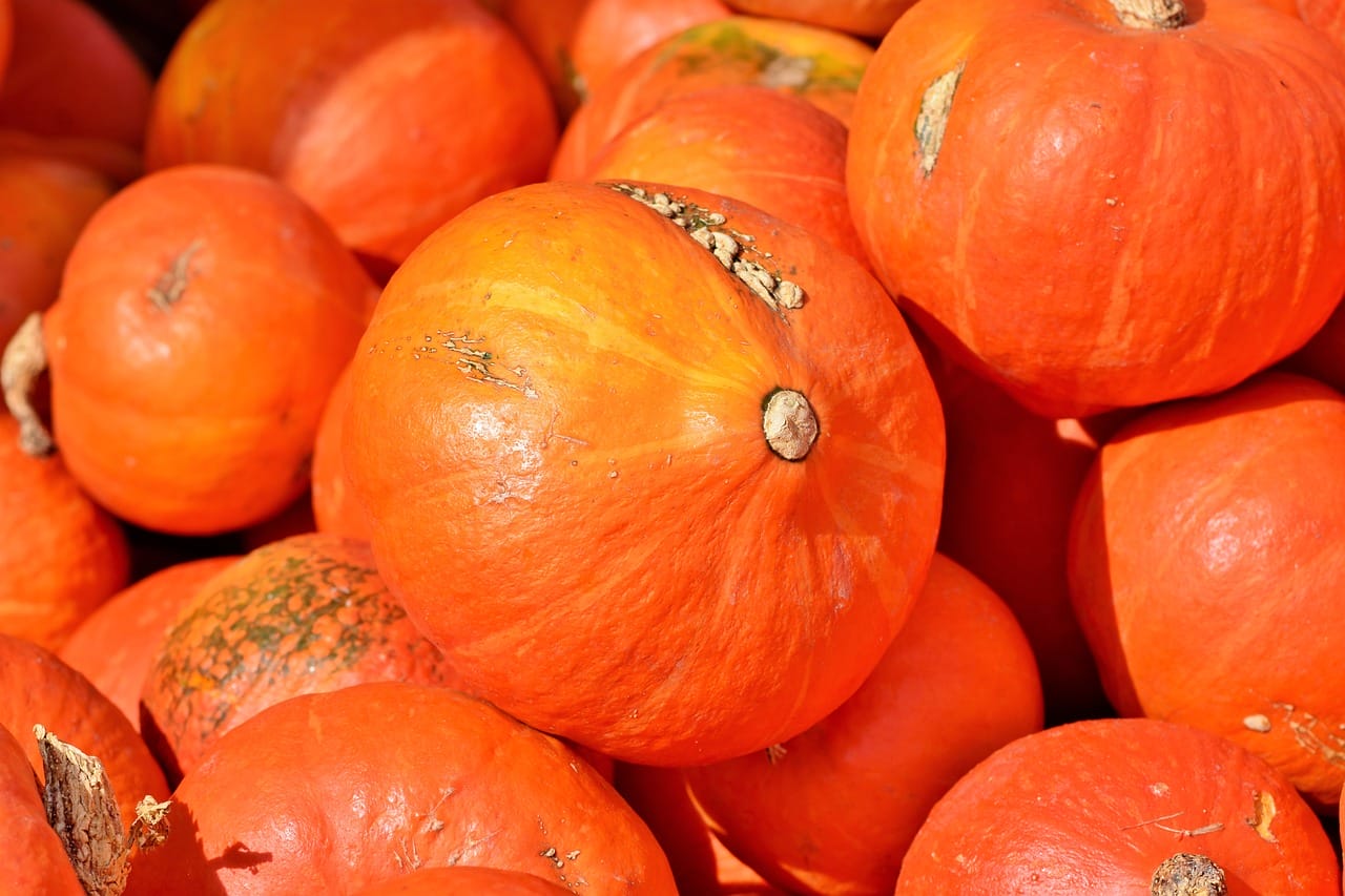 Cómo cuidar la Cucurbita maxima para calabazas saludables y hermosas