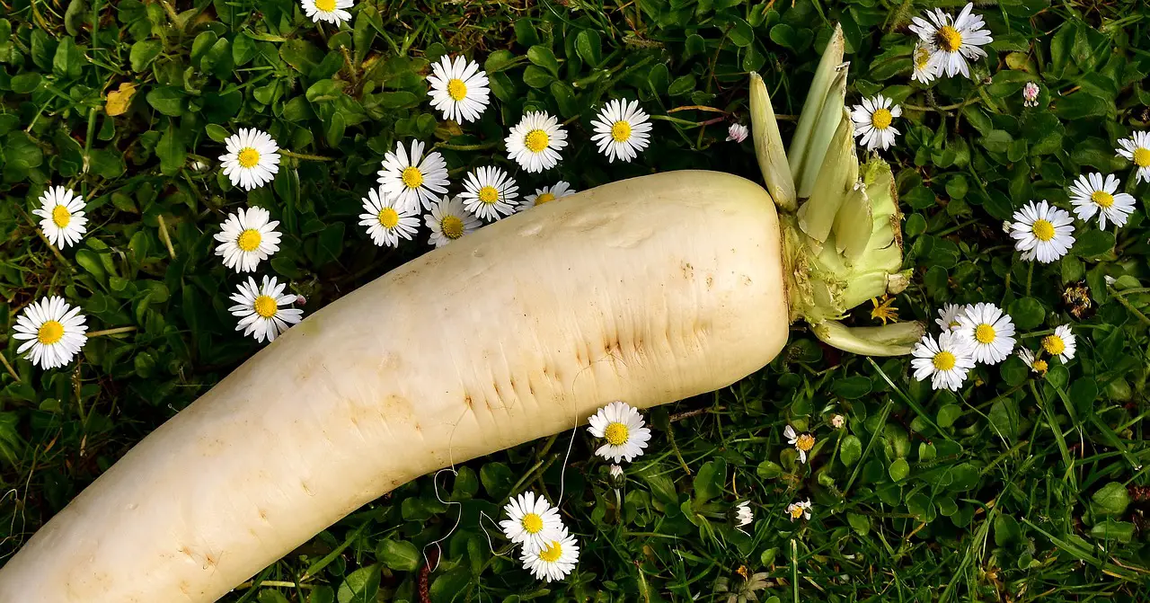 Cuidados para cultivar la majestuosa Ravenea rivularis en casa