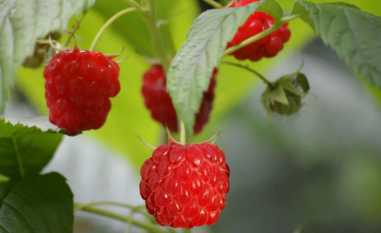 Cómo cuidar tu planta de frambuesa Rubus idaeus para mejorar la cosecha