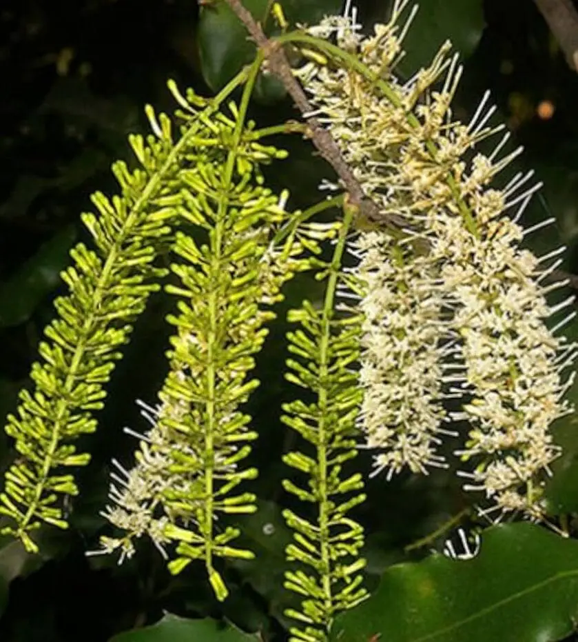 Cómo lograr un crecimiento saludable de Macadamia integrifolia: cuidados clave