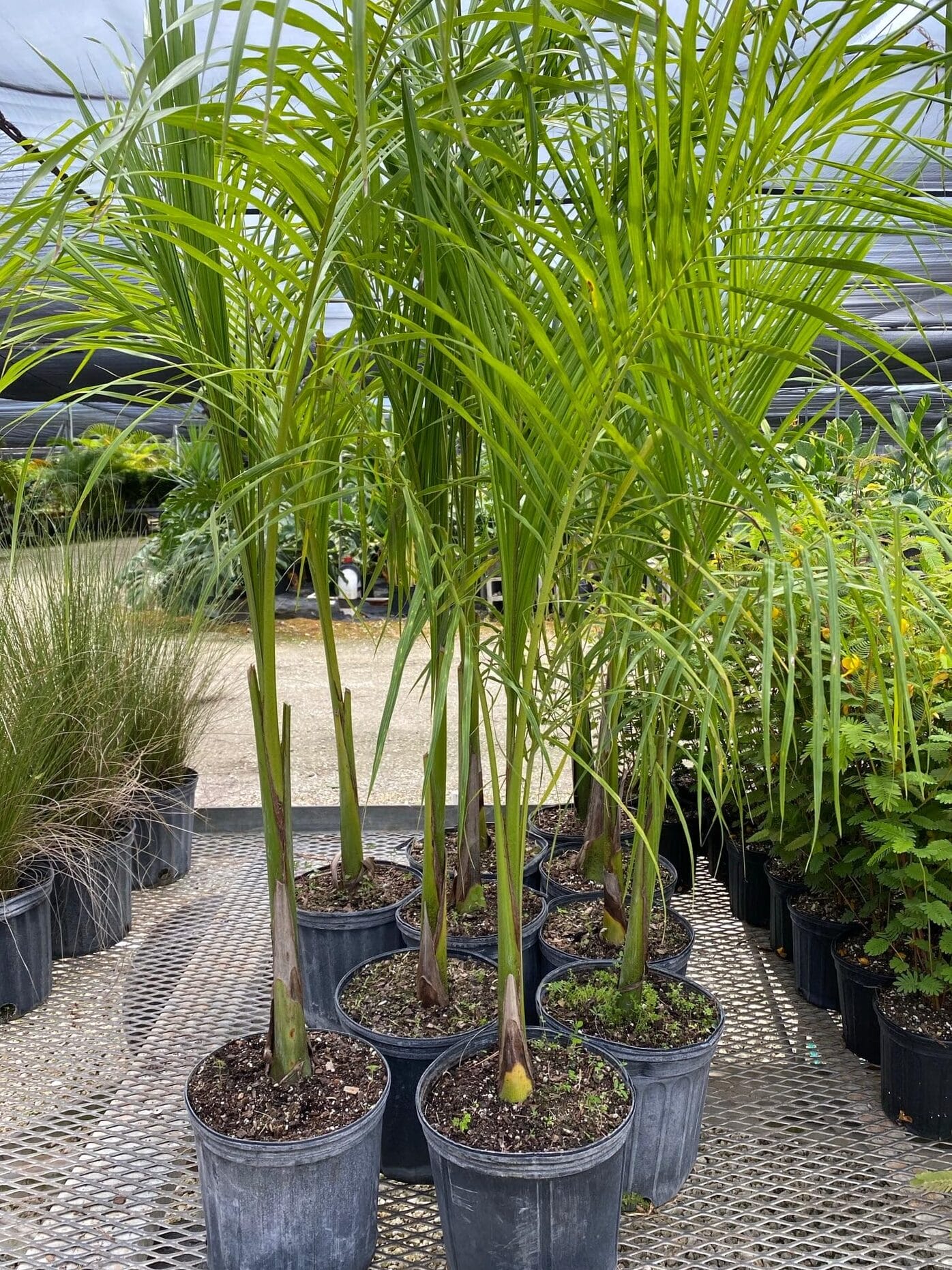 Guía Completa: Secretos de la Palmera Real Cubana y Cuidados