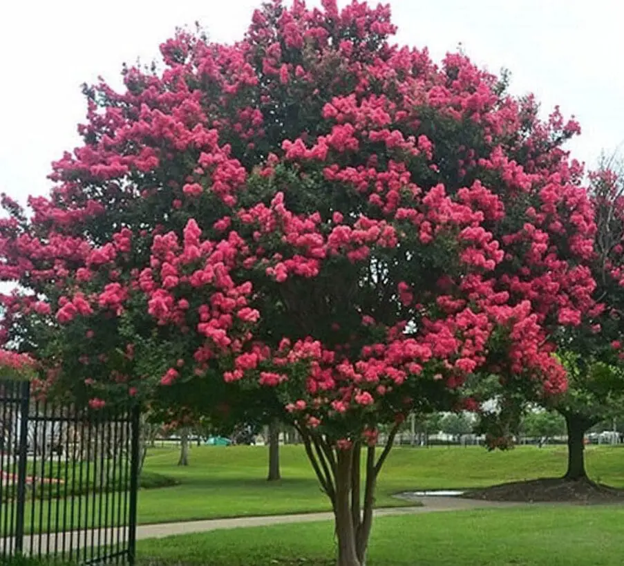 Cuidados del Árbol de Júpiter: Logra una floración asombrosa