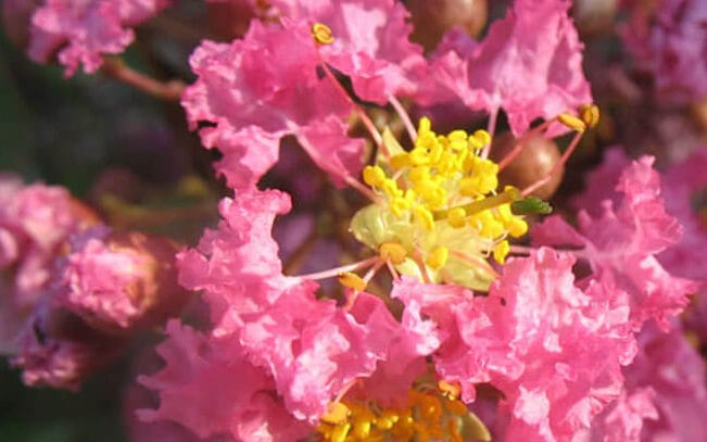 Cuidados del Árbol de Júpiter: Logra una floración asombrosa