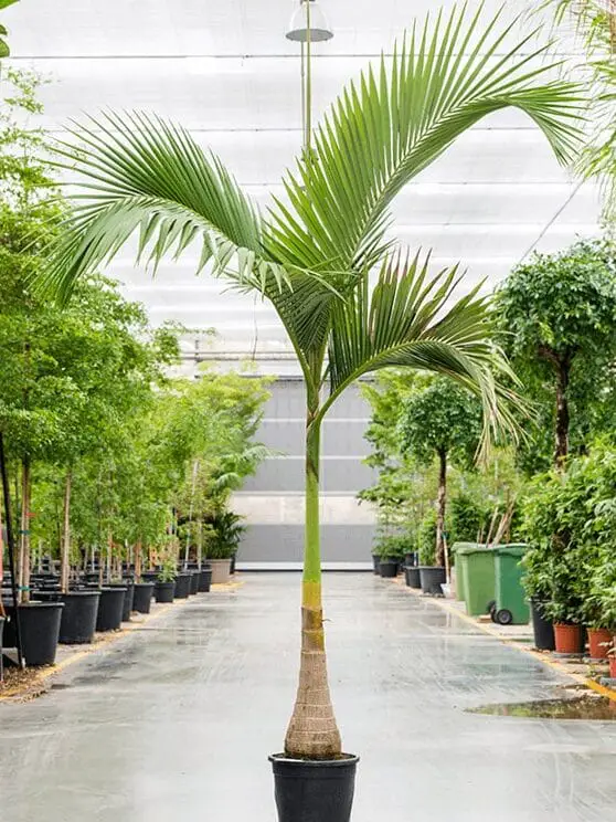 Cuidados de Archontophoenix alexandrae para un hogar ideal