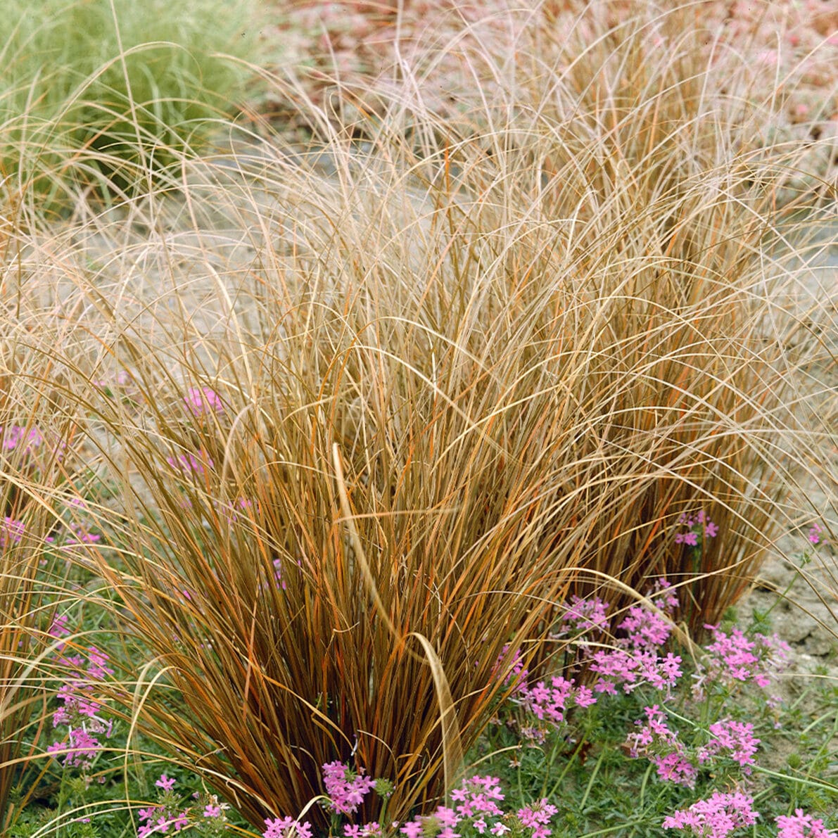 Descubre los cuidados que necesita tu Carex buchananii